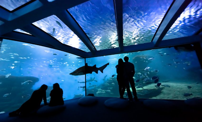 Aqua and aquariums – My Mallorca Trips